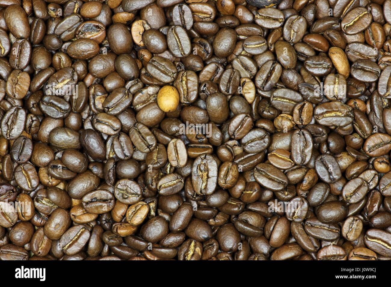 Robusta coffee plantation hi-res stock photography and images - Alamy