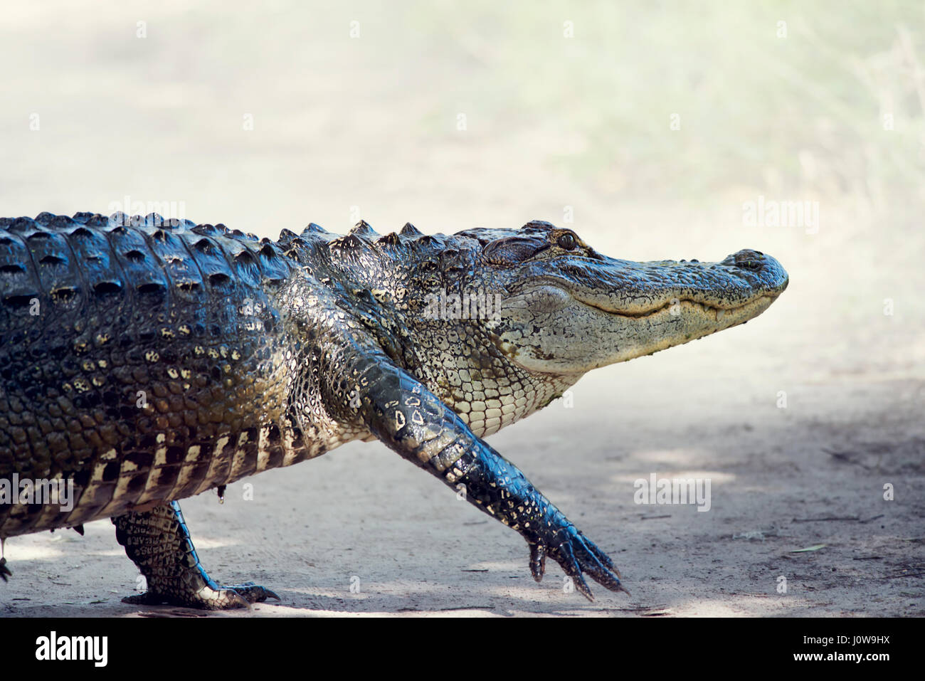 Large American Alligator Crossing a trail Stock Photo - Alamy