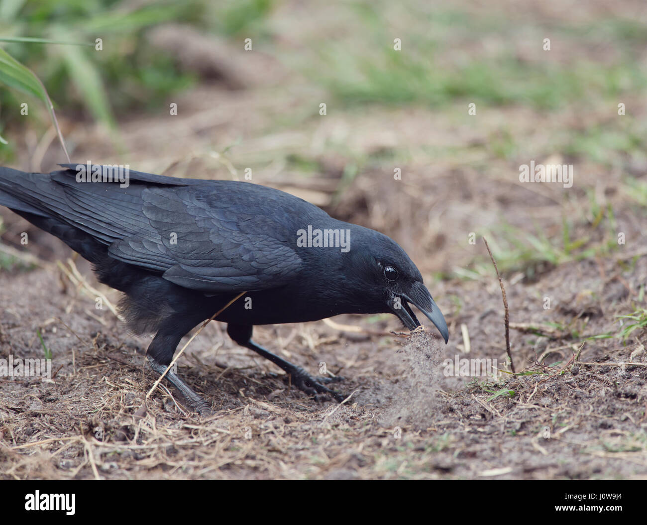 American crow standing on the ground and digging dirt Stock Photo - Alamy