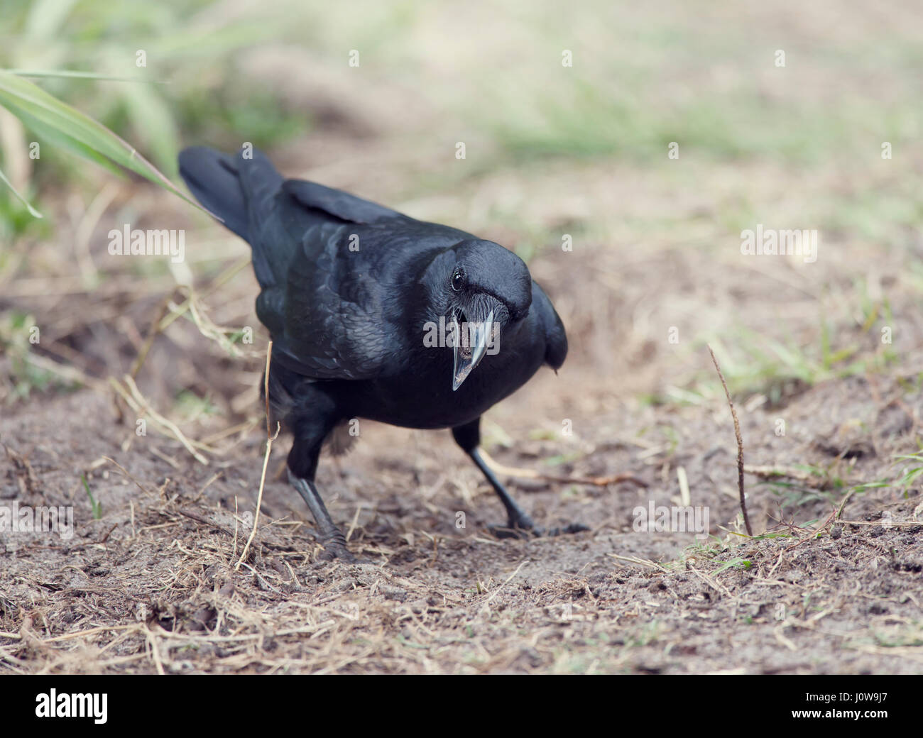 American crow standing on the ground Stock Photo - Alamy