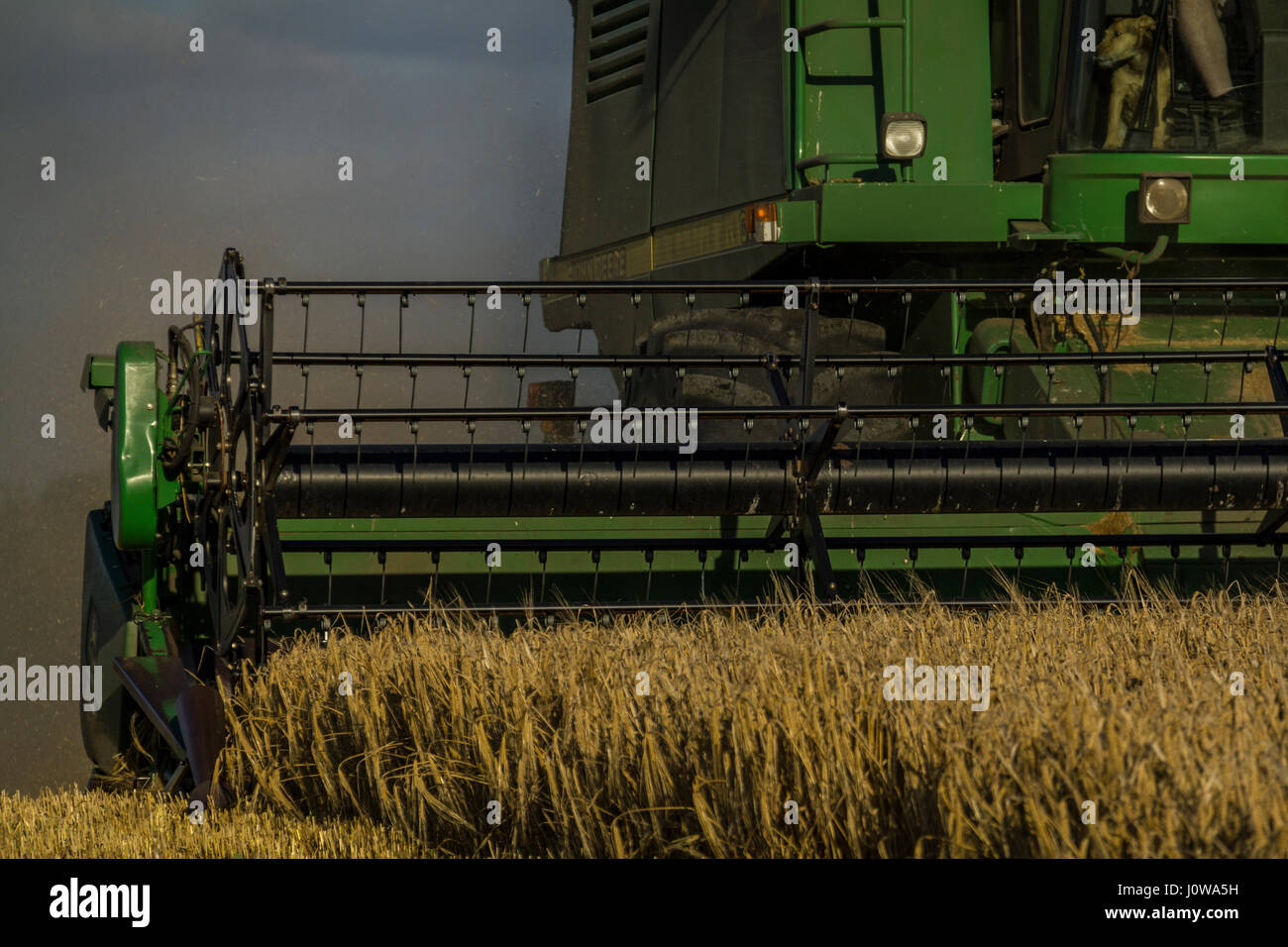 Combining the barley Stock Photo - Alamy