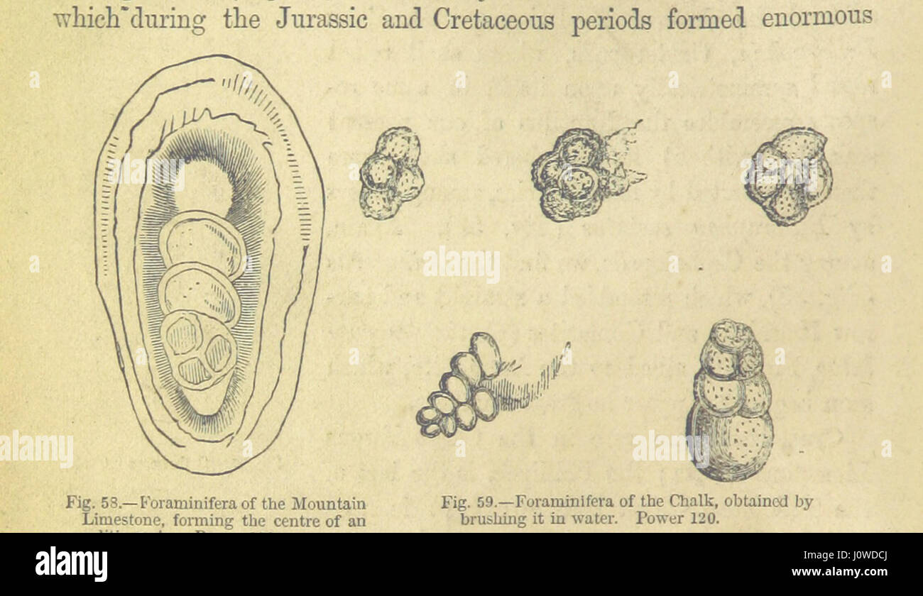 'The World Before the Deluge' presents a visual and textual exploration ...