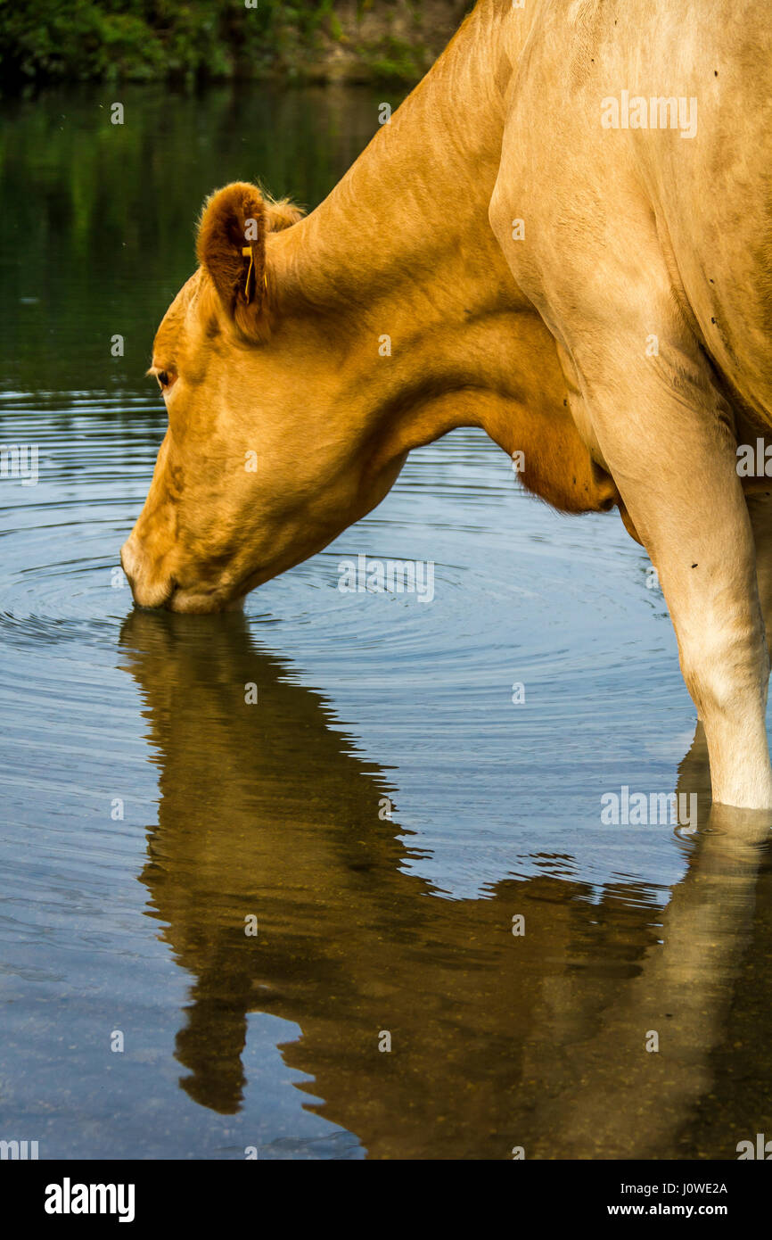 Thirsty cow having a drink from the river Stock Photo - Alamy