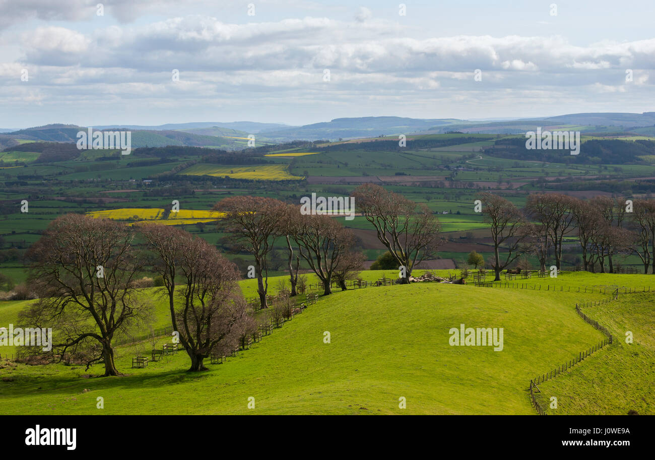 Avenue of beech trees on Linley Hill near Norbury, Shropshire Stock ...