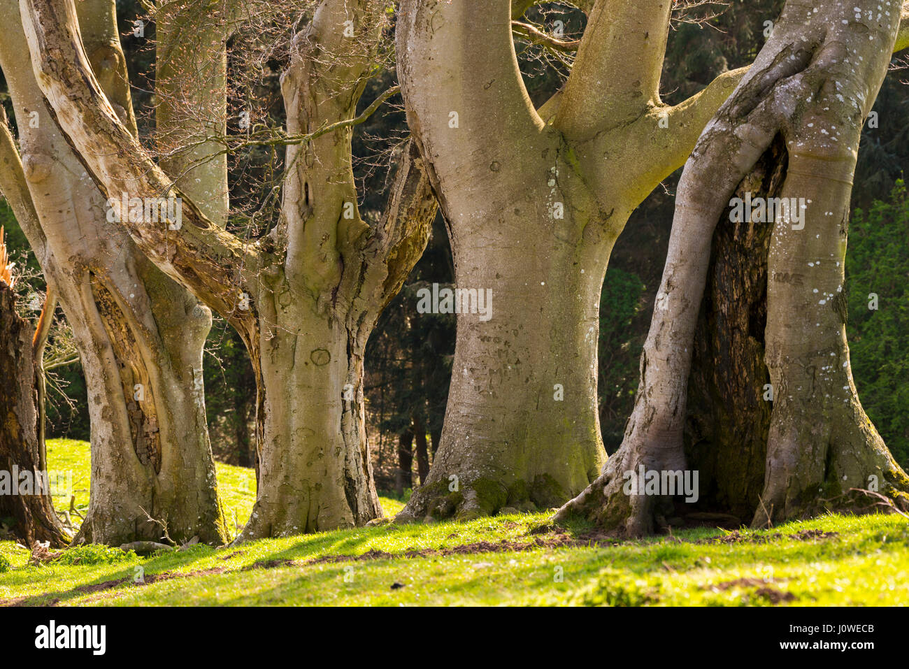 An avenue of beech trees on Linley Hill, near Norbury, Shropshire Stock ...