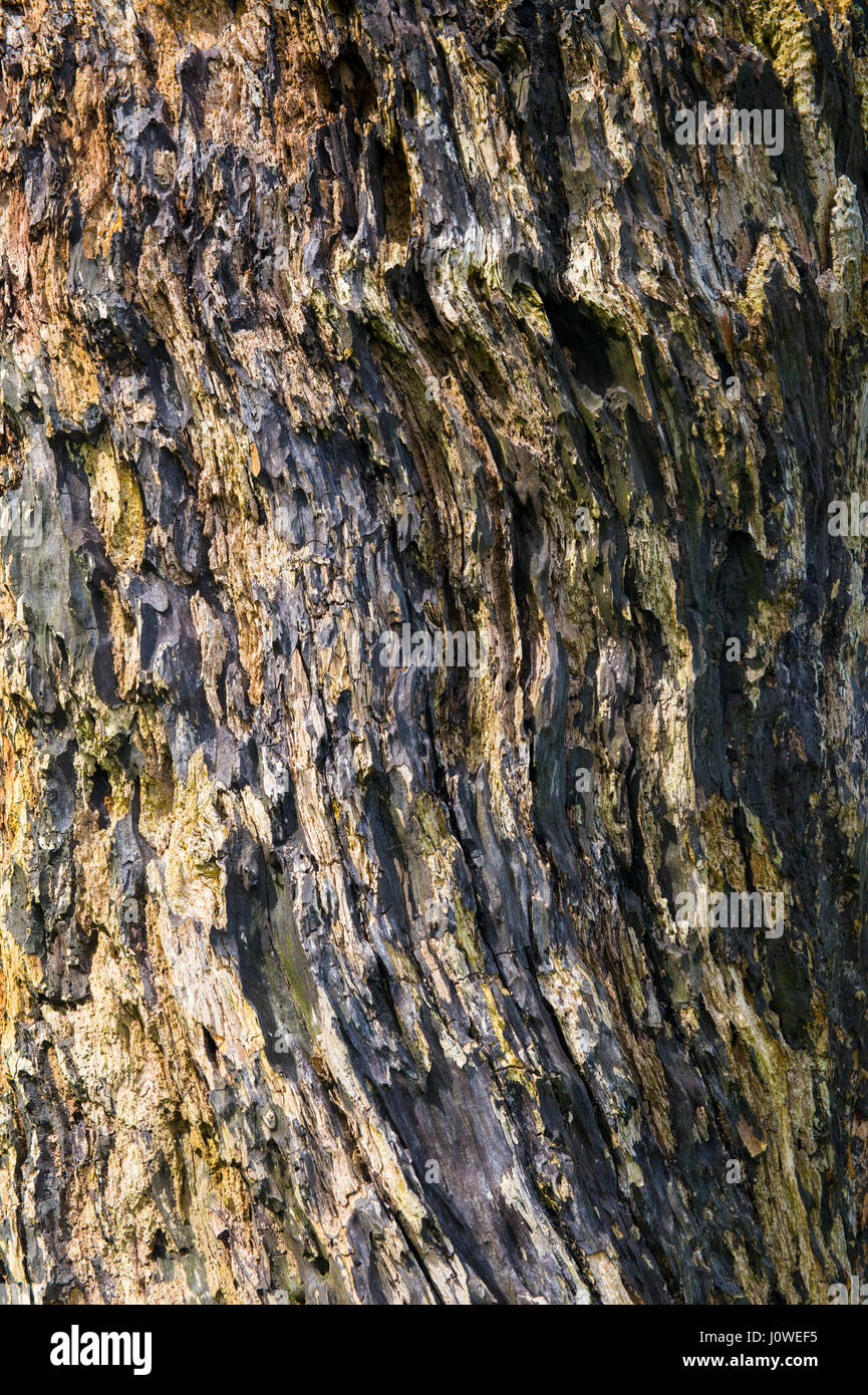 Linley beech trees hi-res stock photography and images - Alamy