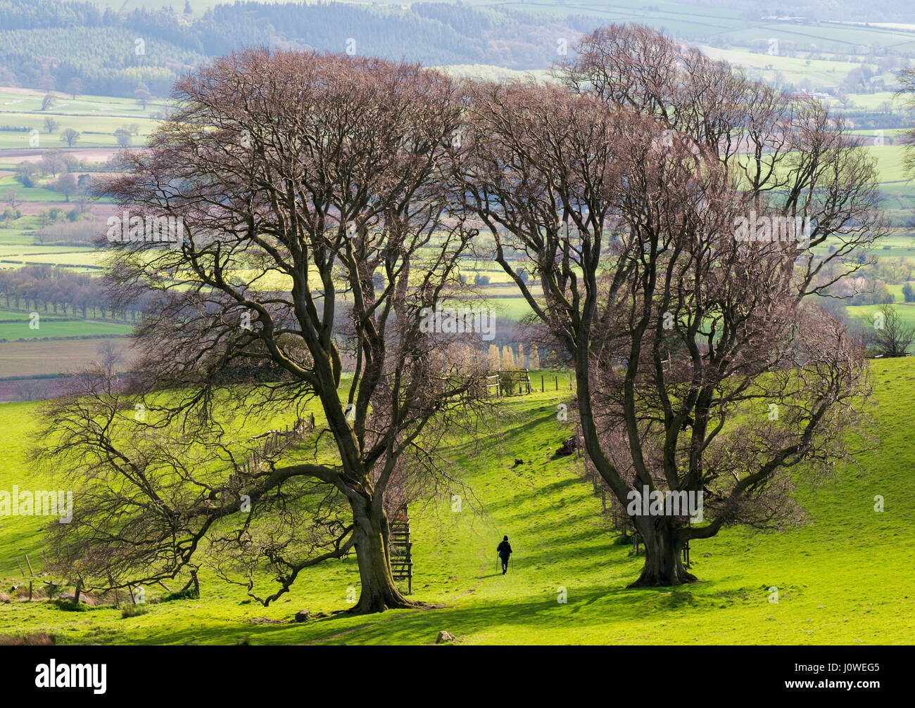 An avenue of beech trees with a lone walker on Linley Hill, near ...