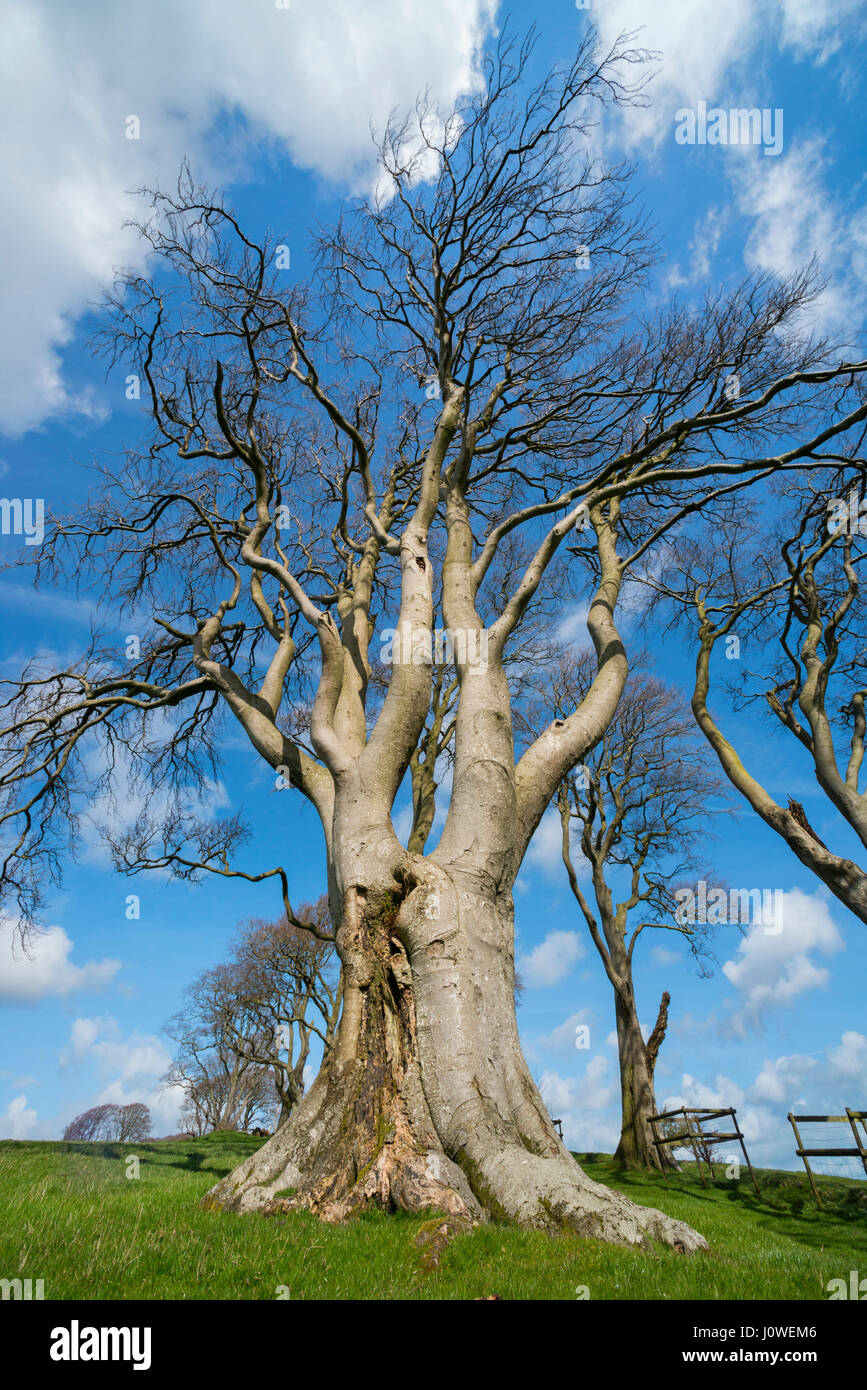 A beech tree on Linley Hill near Norbury, Shropshire Stock Photo - Alamy