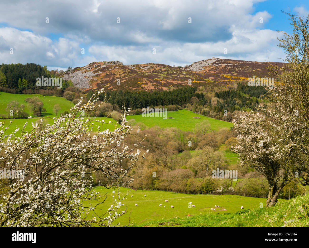 Spring blossom frames south Shropshire landscape with a view of The ...