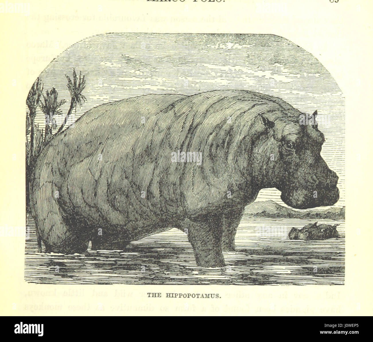 The World's Explorers; or, travels and adventures. Illustrated, etc ...