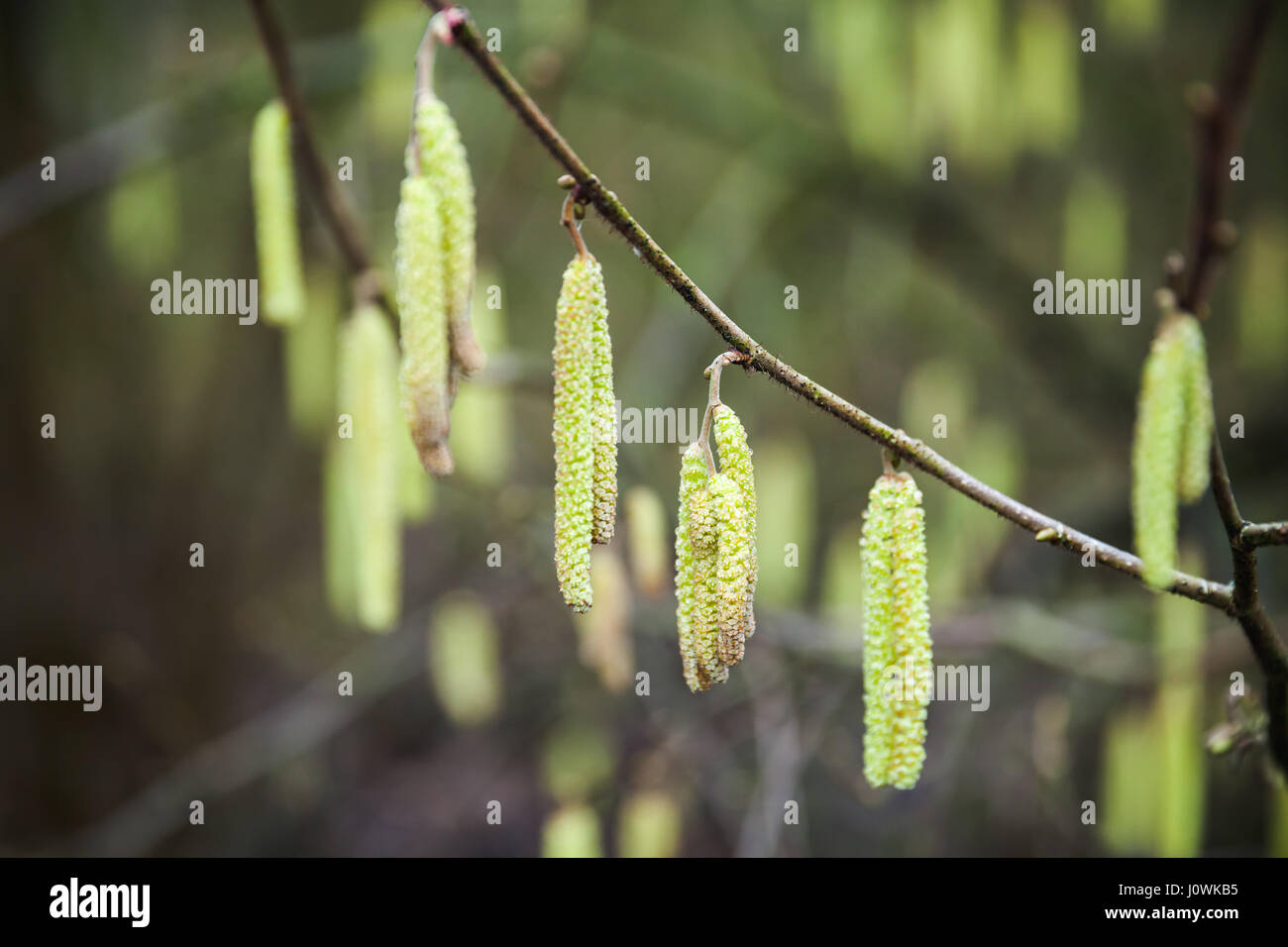 Birch tree flowers hi-res stock photography and images - Alamy