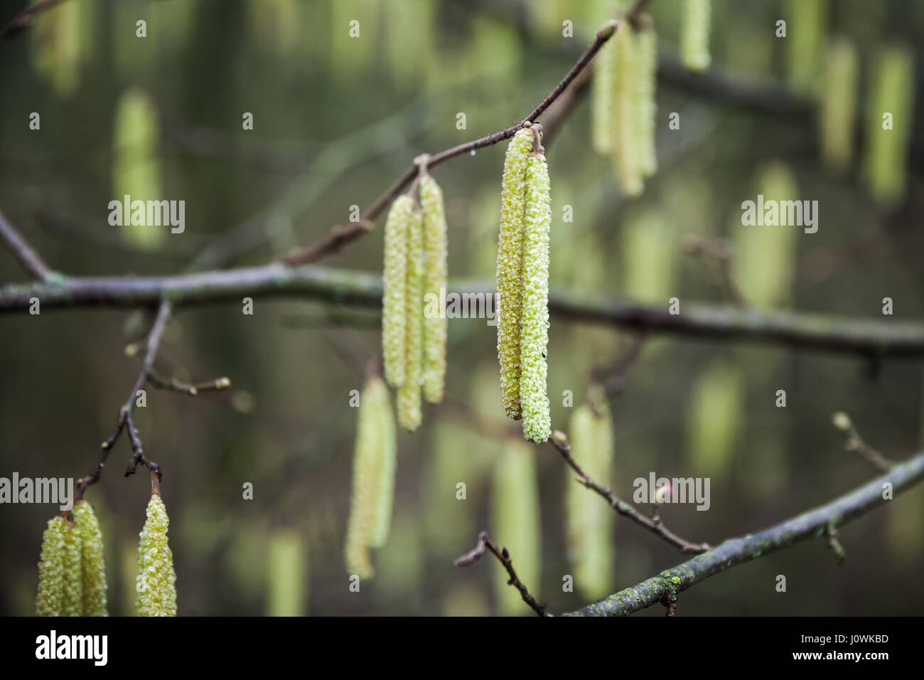 Birch tree flowers hi-res stock photography and images - Alamy