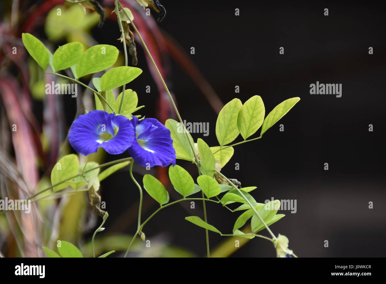 Natural Beauty - Asian pigeon wings flower Stock Photo - Alamy