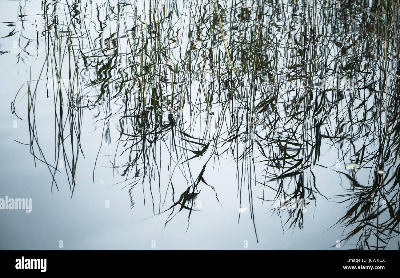 Natural background, photo of coastal reed reflections in still lake ...