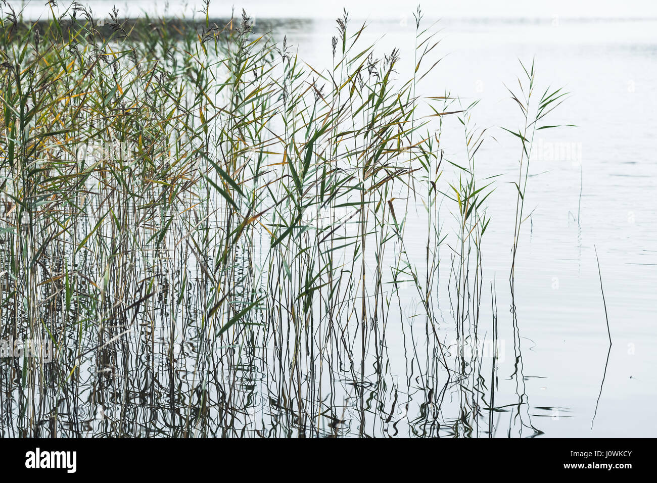 Natural background, photo of coastal reed and still lake water ...