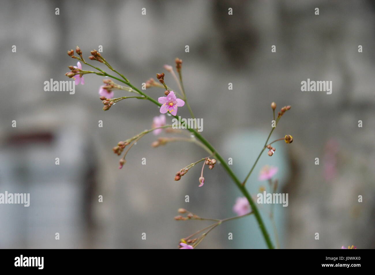 Tiny beautiful pink flowers hi-res stock photography and images - Alamy