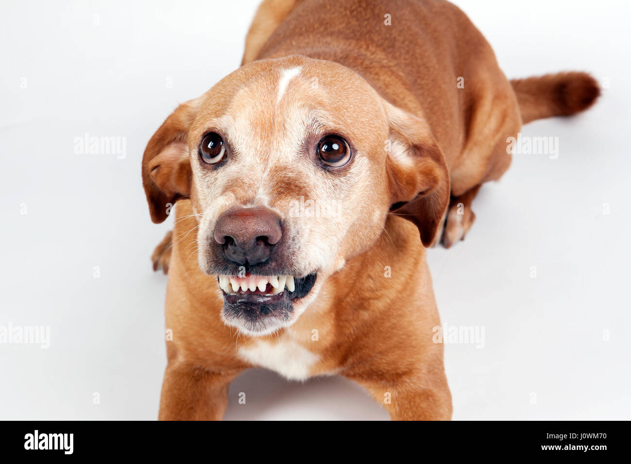 Scared dog lying on the floor with vicious expression. On the bright ...