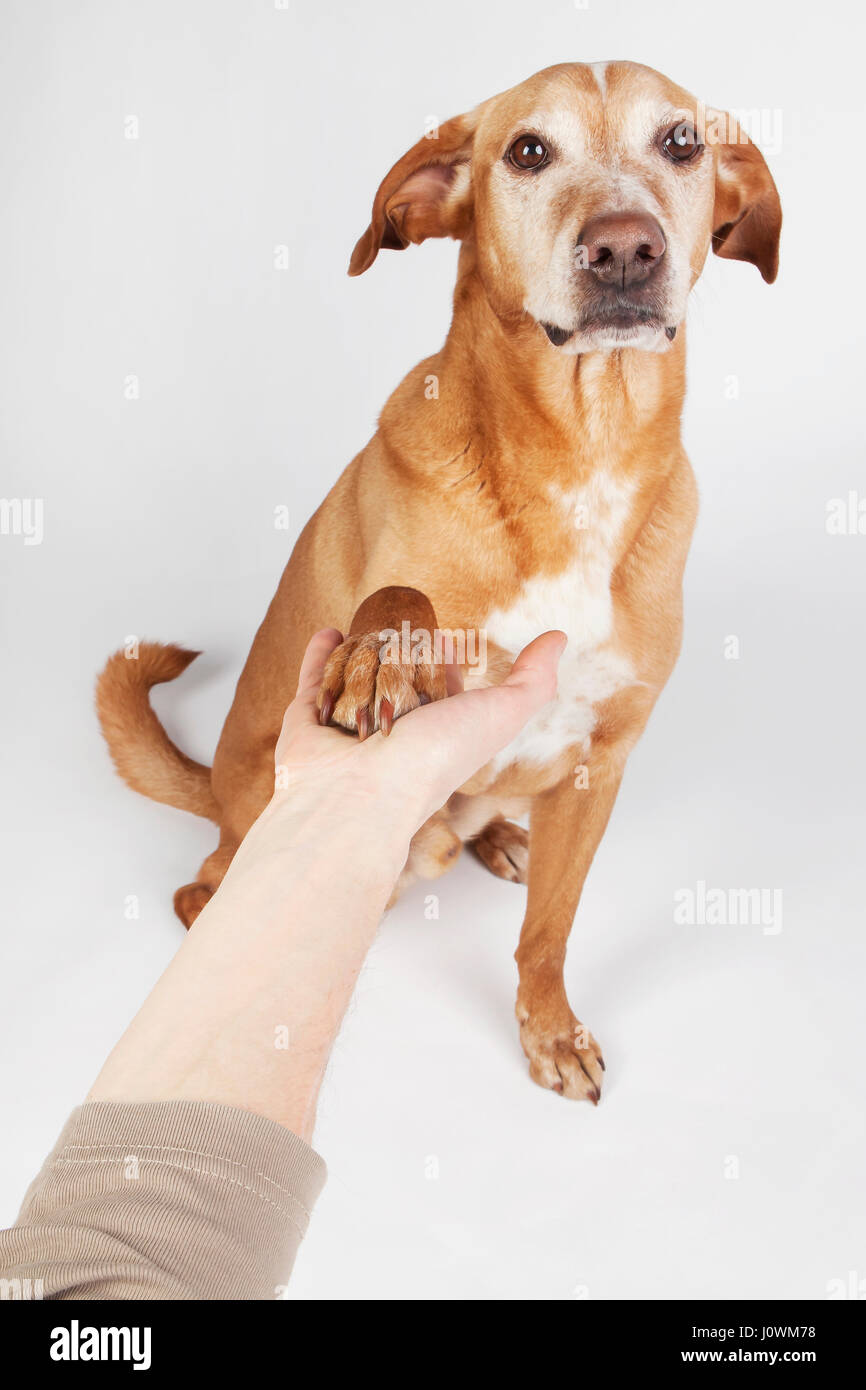 Why Does My Dog Shake My Hand