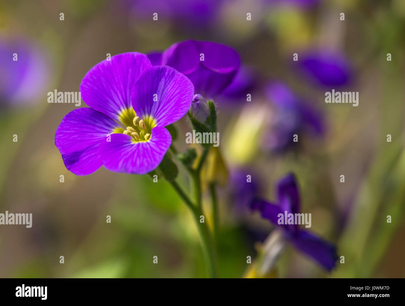 Aubretia hi-res stock photography and images - Alamy