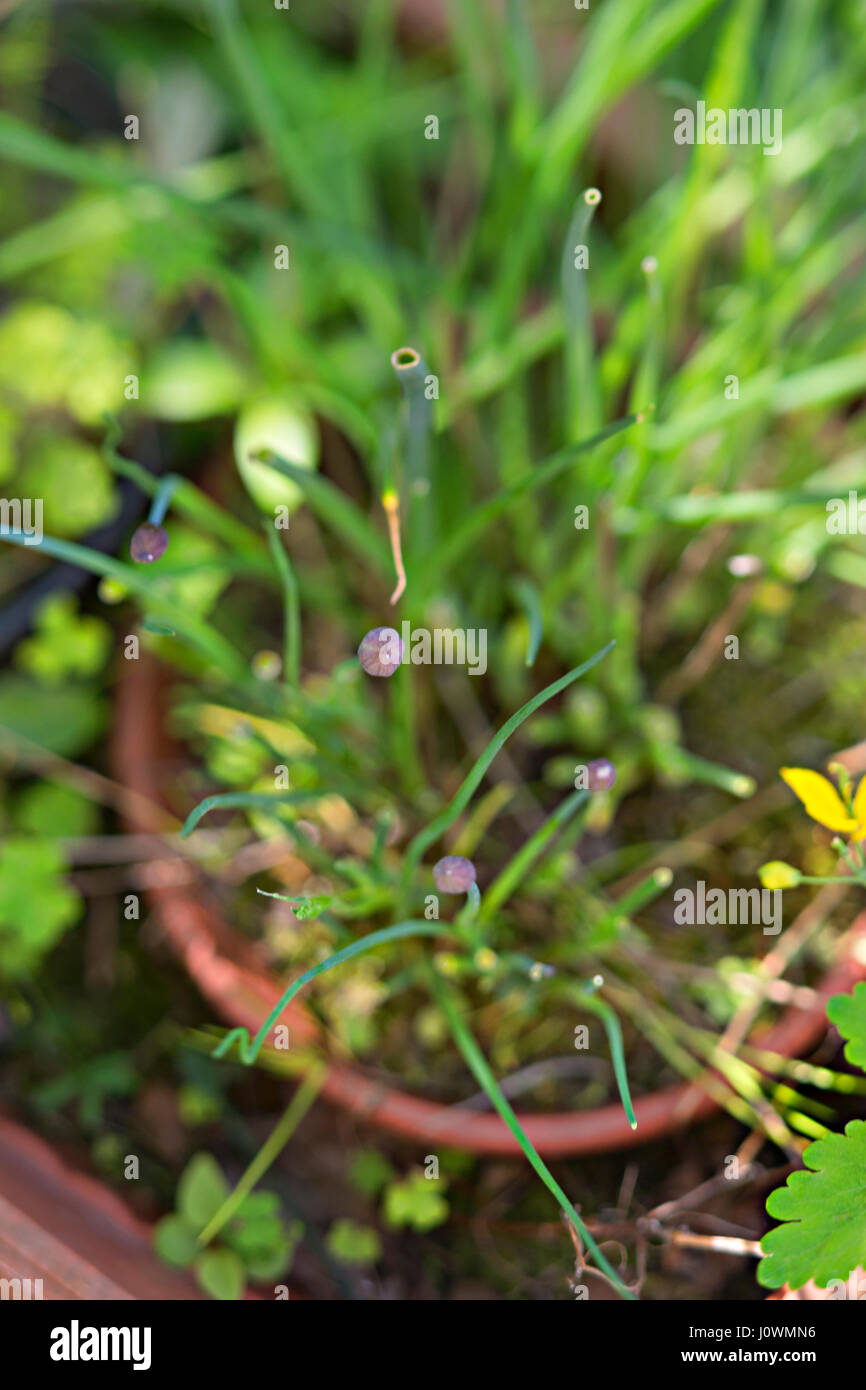 Chives pot in the garden Stock Photo - Alamy
