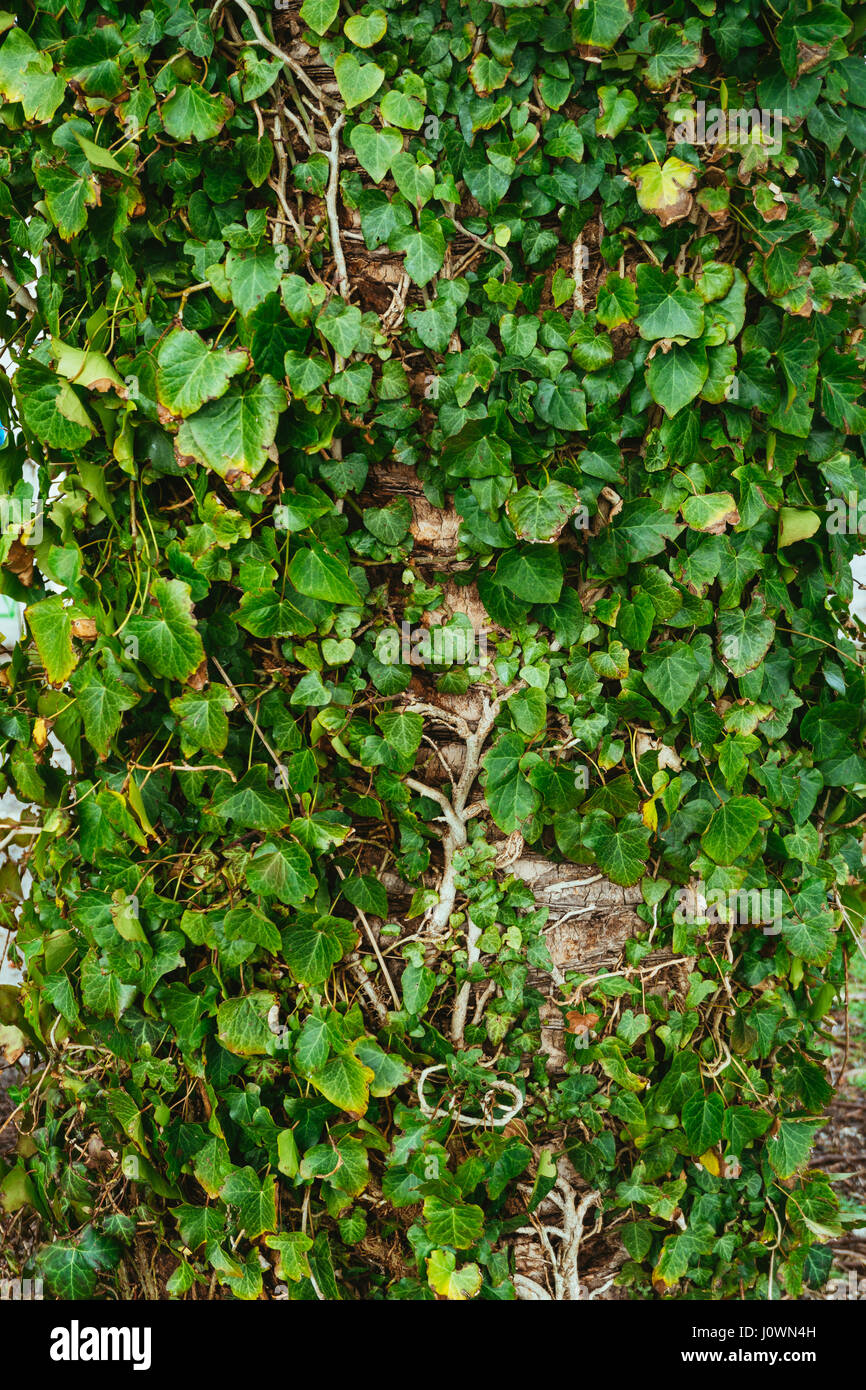 Trees overgrown with ivy. Texture of wild plants in the forest Stock ...