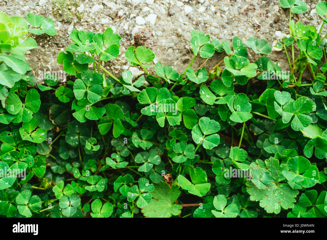 Green carpet of clover. Texture of the leaves of the clover. Plants a ...