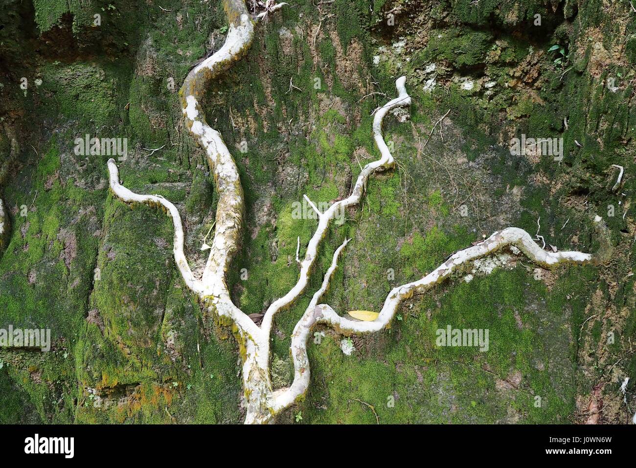 Tree Roots On A Mossy Rock Stock Photo - Alamy