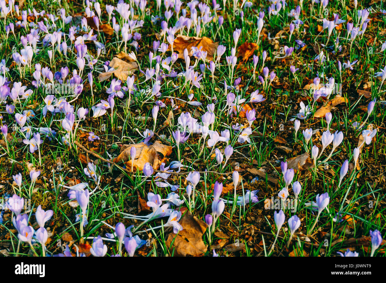 A lot of crocuses in the grass. A field of crocuses in green grass in ...