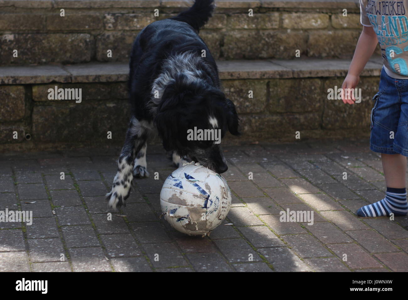 Dog playing in the garden Stock Photo - Alamy