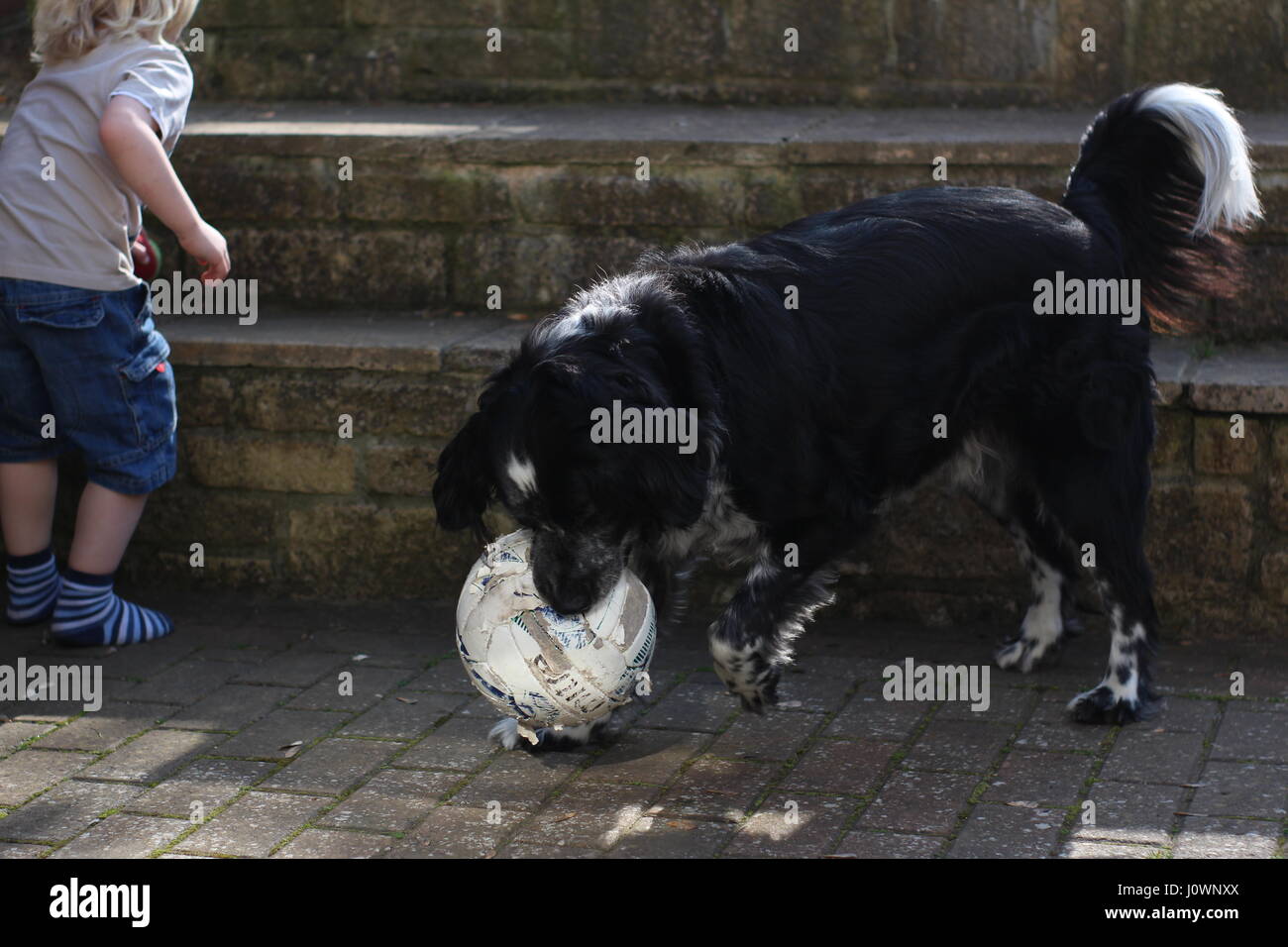 Dog playing in the garden Stock Photo - Alamy