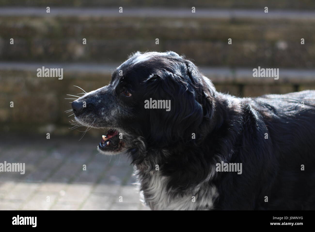 Dog playing in the garden Stock Photo - Alamy