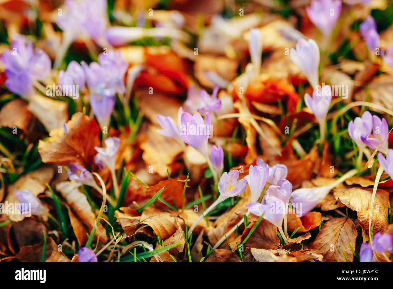 Many crocuses in dry autumn leaves. A field of crocuses in yellow ...