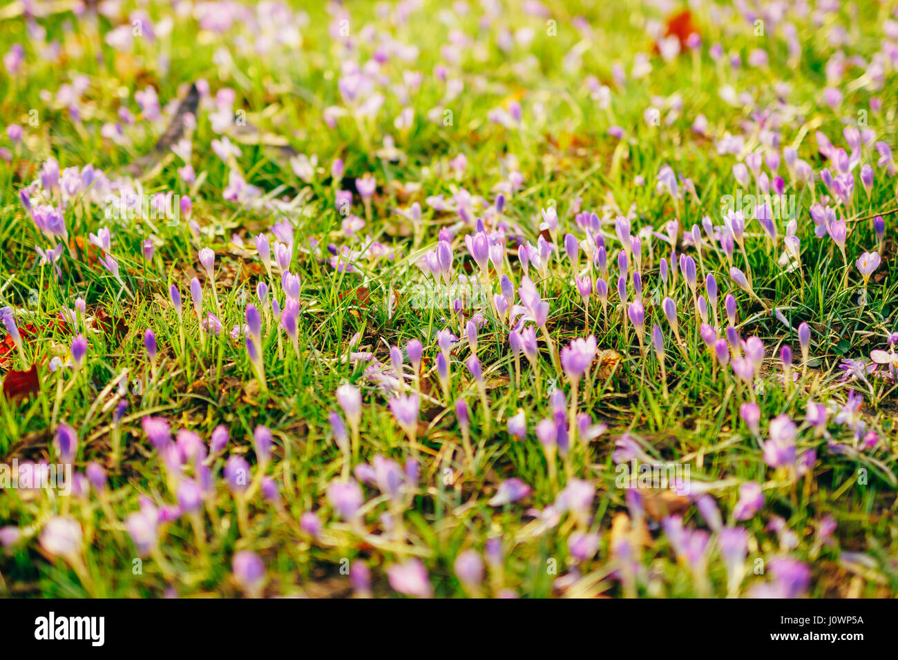 A lot of crocuses in the grass. A field of crocuses in green grass in ...
