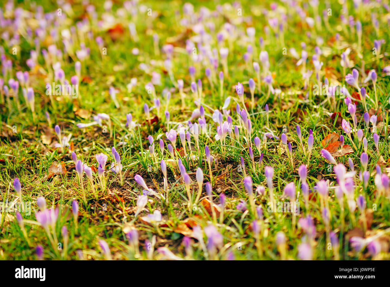 A lot of crocuses in the grass. A field of crocuses in green grass in ...