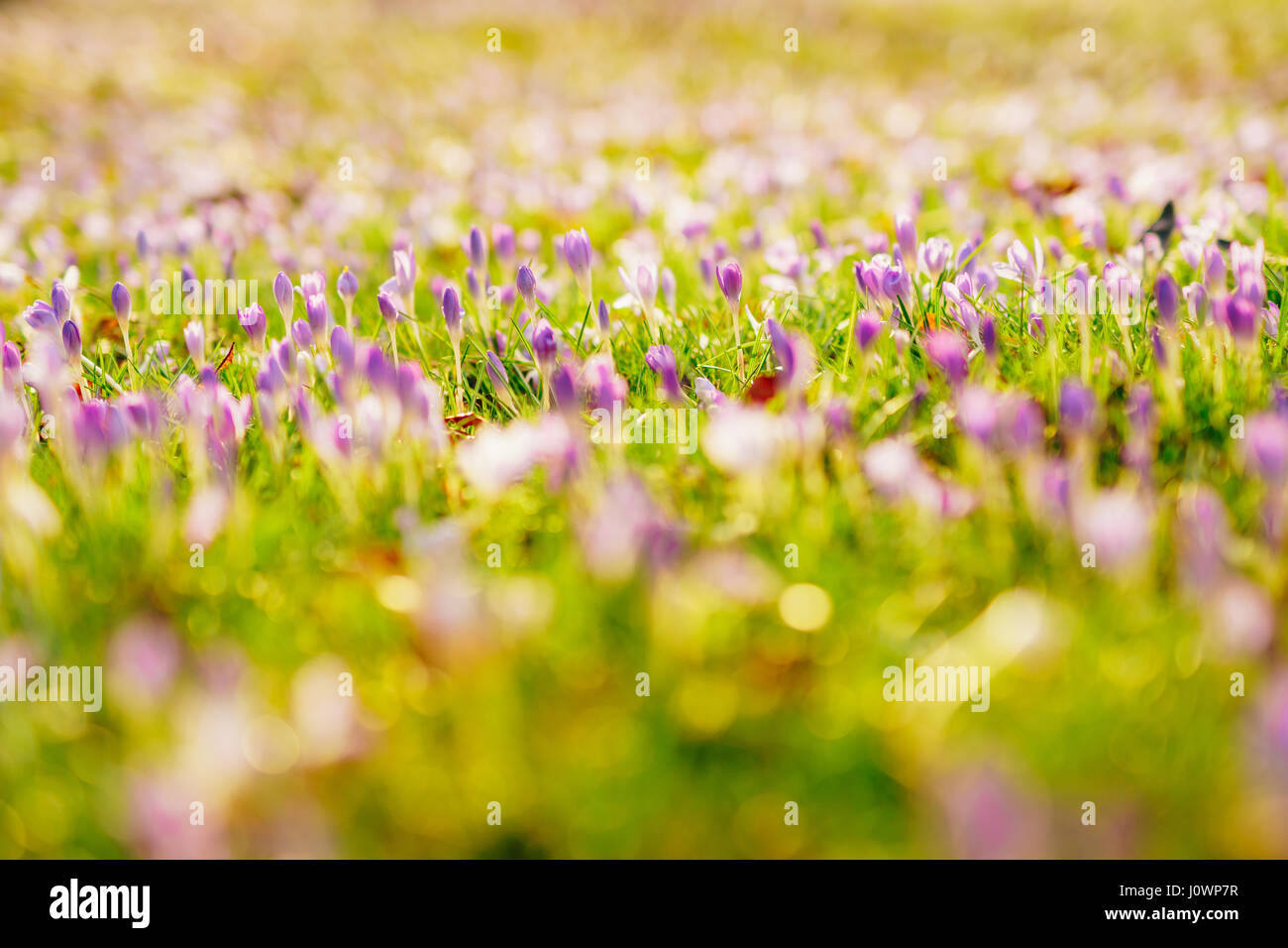 A lot of crocuses in the grass. A field of crocuses in green grass in ...