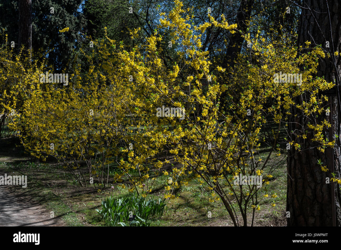 Flowers of Monrovia's Spring Glory, Forsythia x intermedia cultivar ...