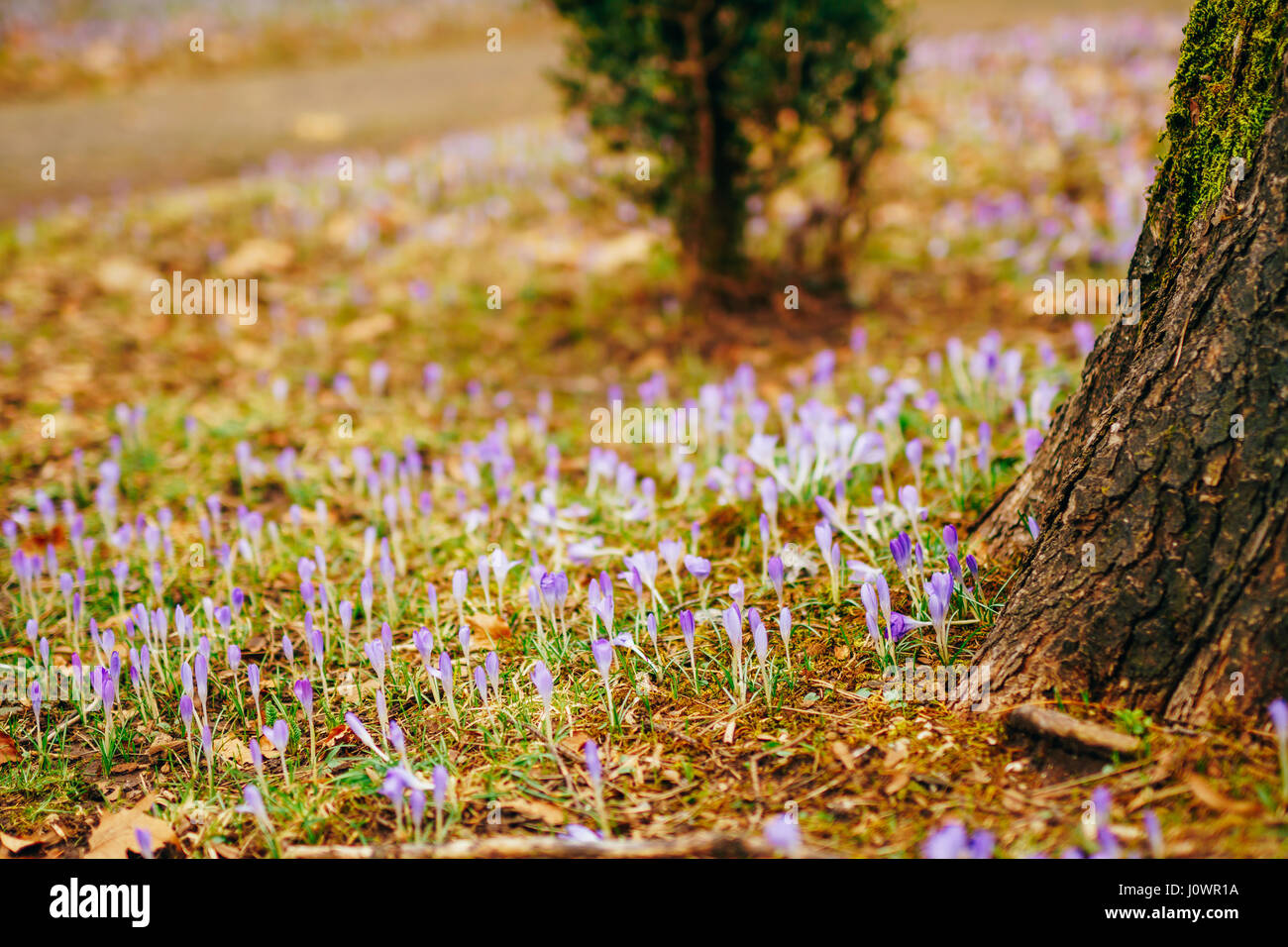 Crocus In Grass Under Tree High Resolution Stock Photography and Images ...