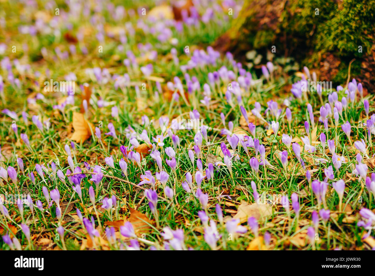 Many crocuses in the grass in the woods near the stump in the moss. A ...