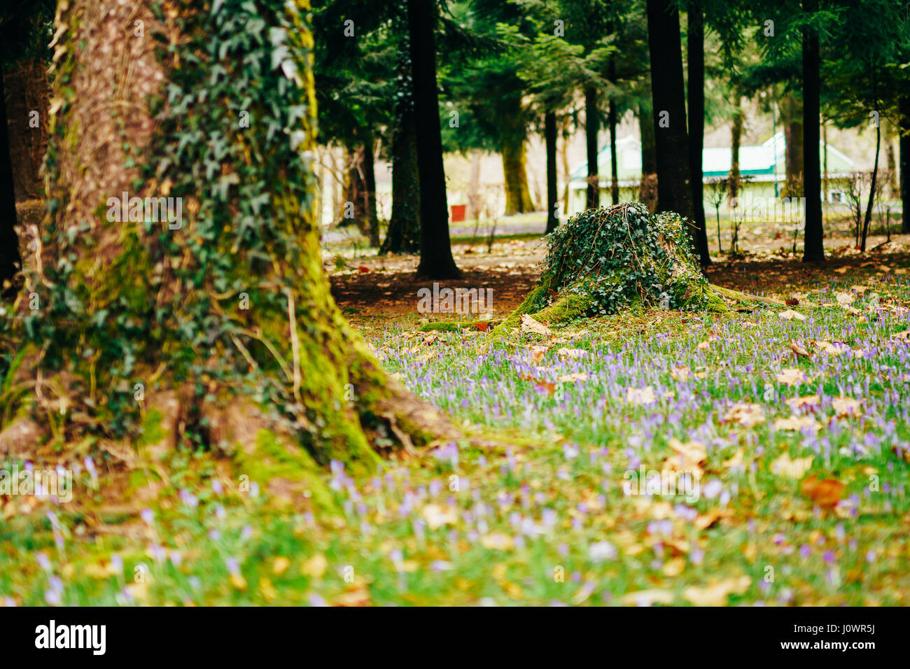Many crocuses in the grass under the tree. A field of crocuses in the ...