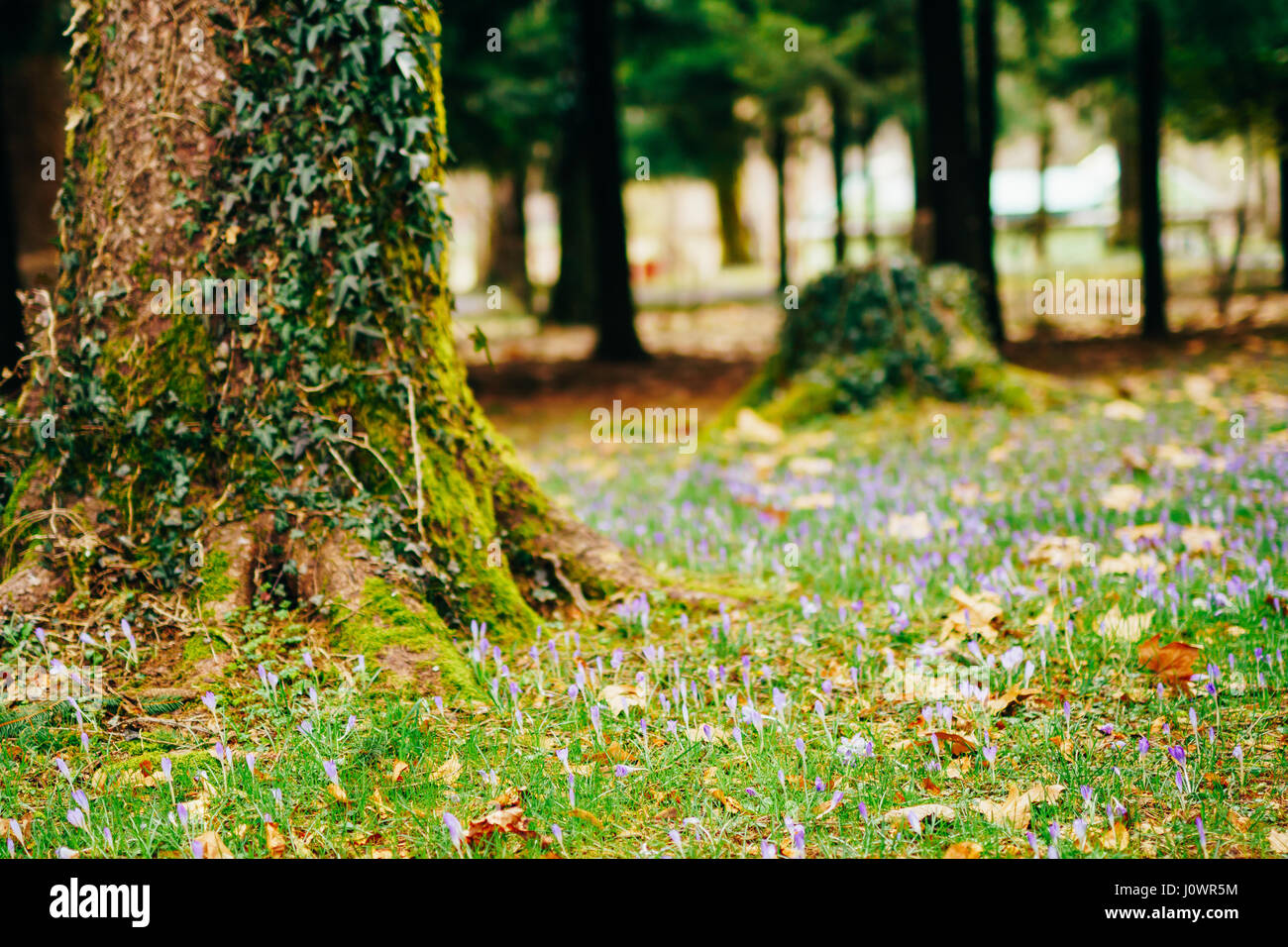 Crocus In Grass Under Tree High Resolution Stock Photography and Images ...