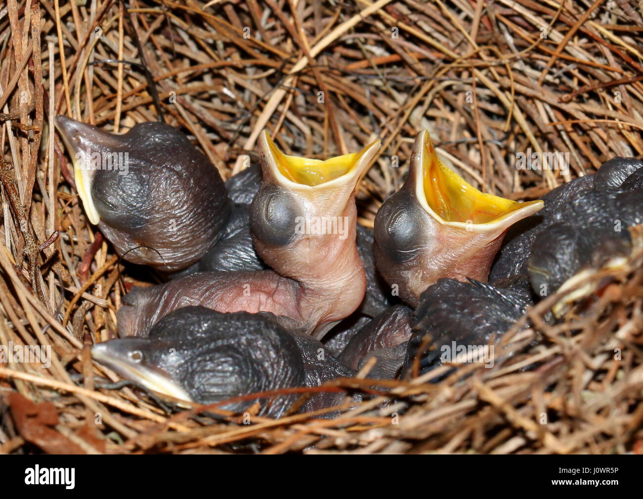 Baby magpies hi-res stock photography and images - Alamy