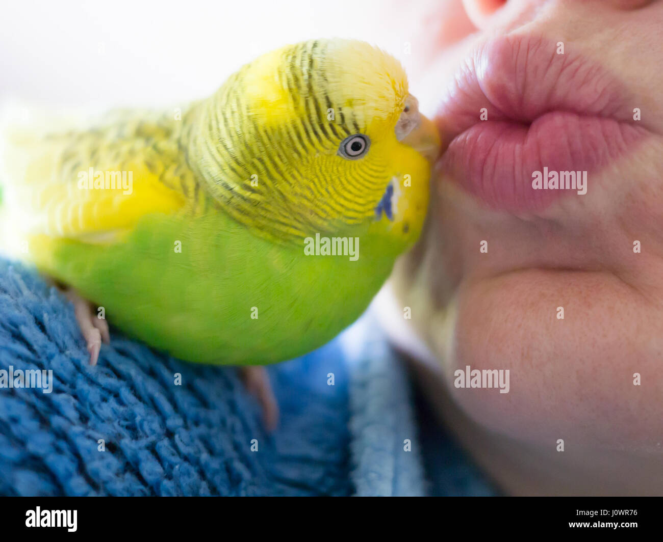 A pied green and yellow budgerigar parakeet sitting on a shoulder ...
