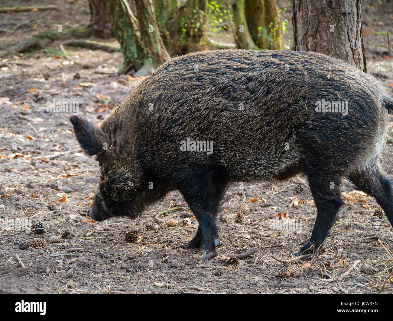 Wild boar in profile walking in woodland Stock Photo - Alamy