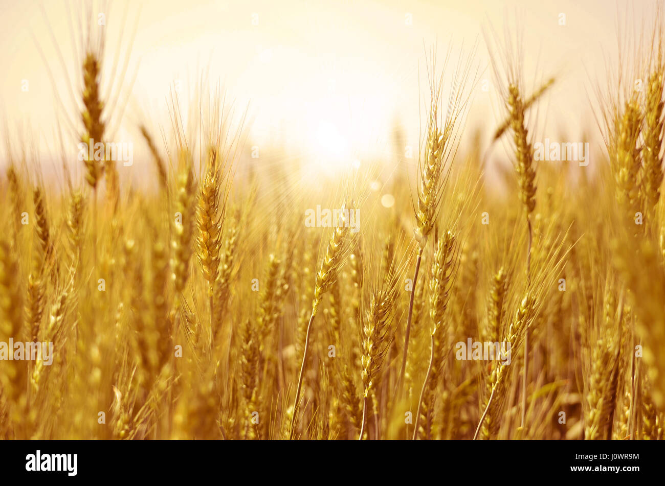 Yellow Wheat plant with sunshine - whole-grain food Stock Photo - Alamy