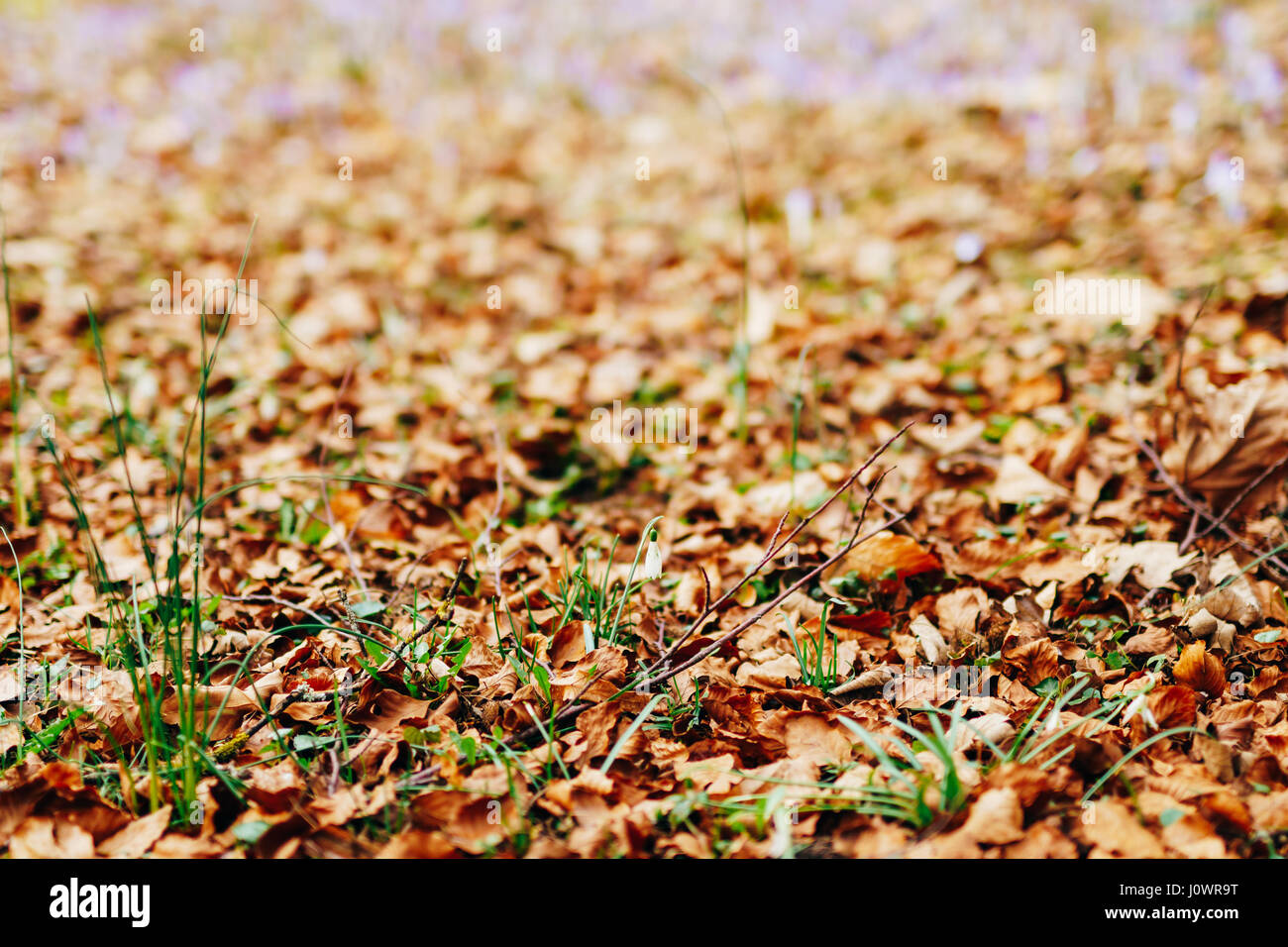 Snowdrops in dry autumn leaves. One snowdrop. Spring flowers in ...