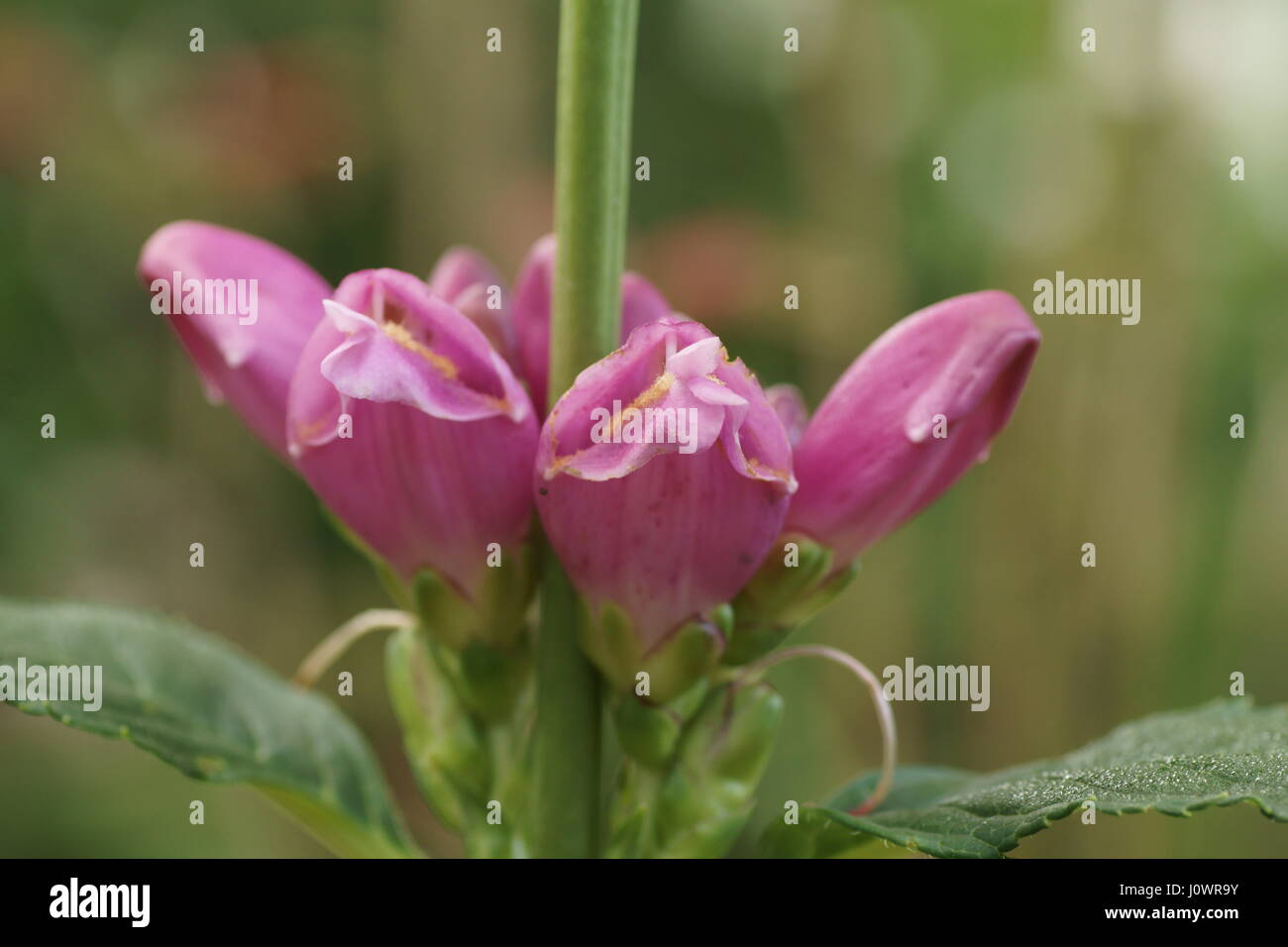 Chelone hi-res stock photography and images - Alamy