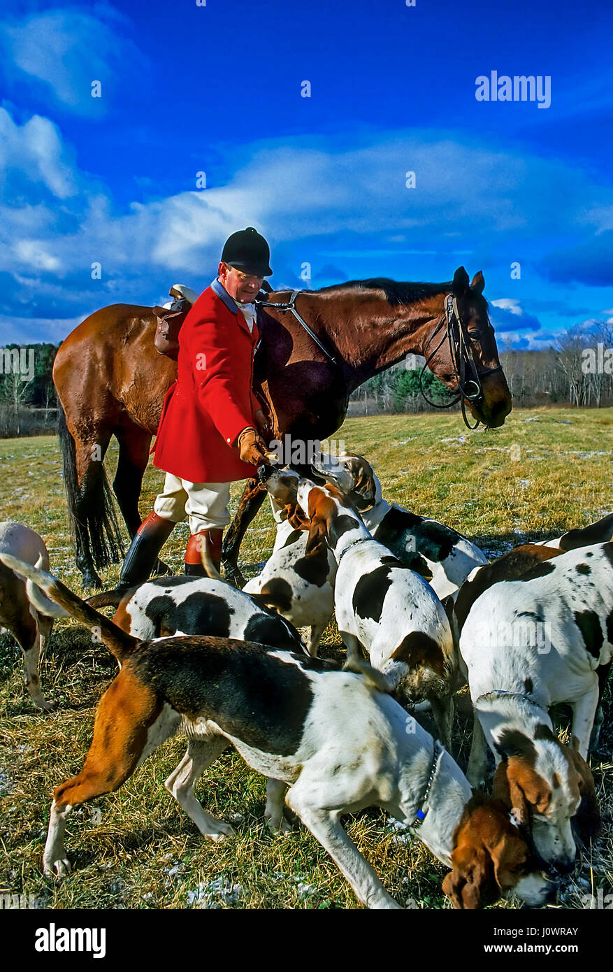 Pack fox hounds on hunt hi-res stock photography and images - Alamy