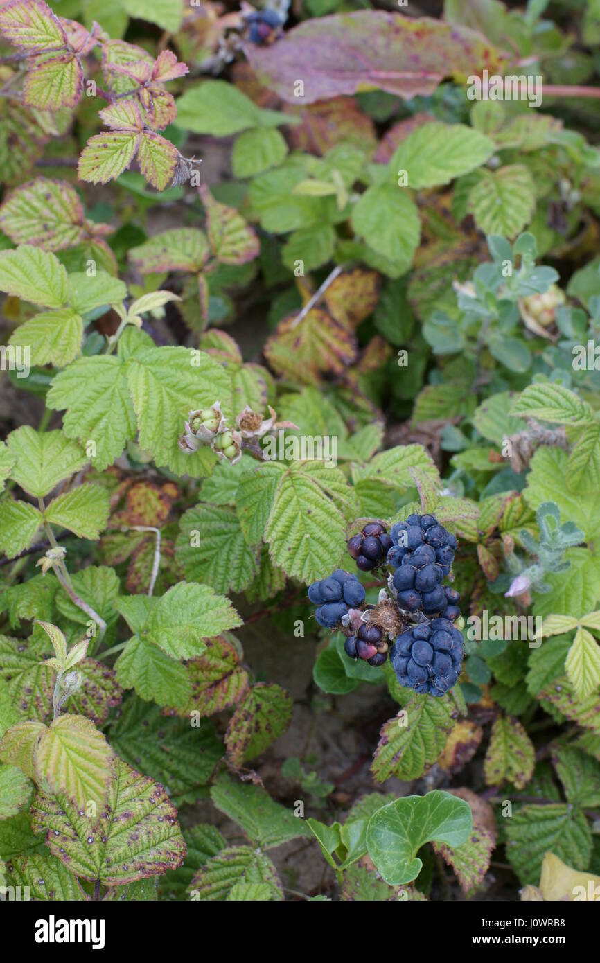 Rosaceae Rubus Stock Photos & Rosaceae Rubus Stock Images - Alamy