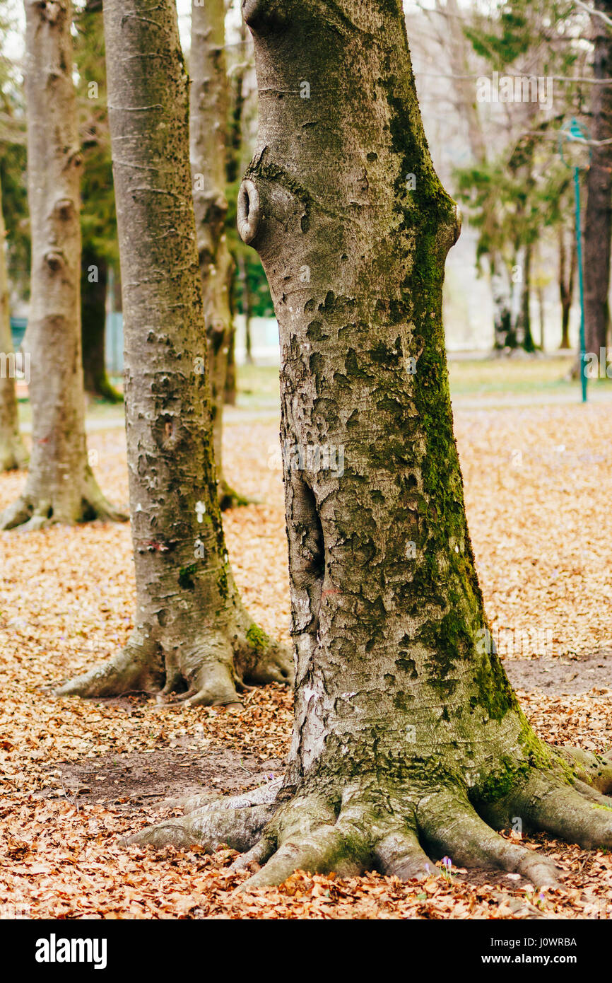 Mighty roots of trees. Trees in the autumn forest Stock Photo - Alamy