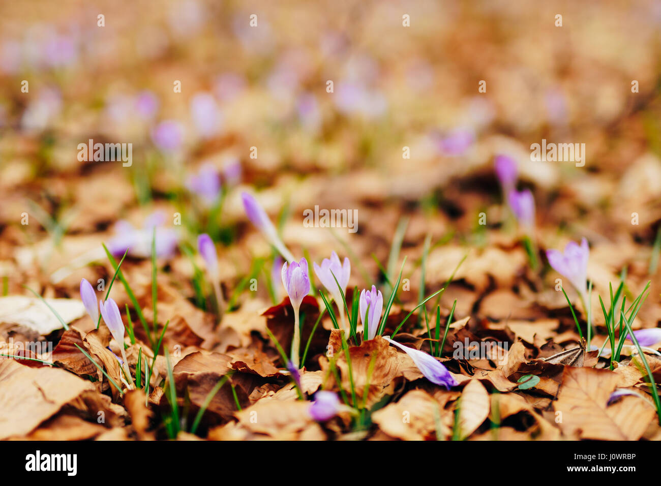 Many crocuses in dry autumn leaves. A field of crocuses in yellow ...